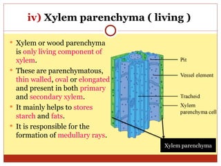 ANATOMICAL STRUCTURE OF WOOD H.S.Mahaling.ppt