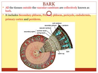 ANATOMICAL STRUCTURE OF WOOD H.S.Mahaling.ppt