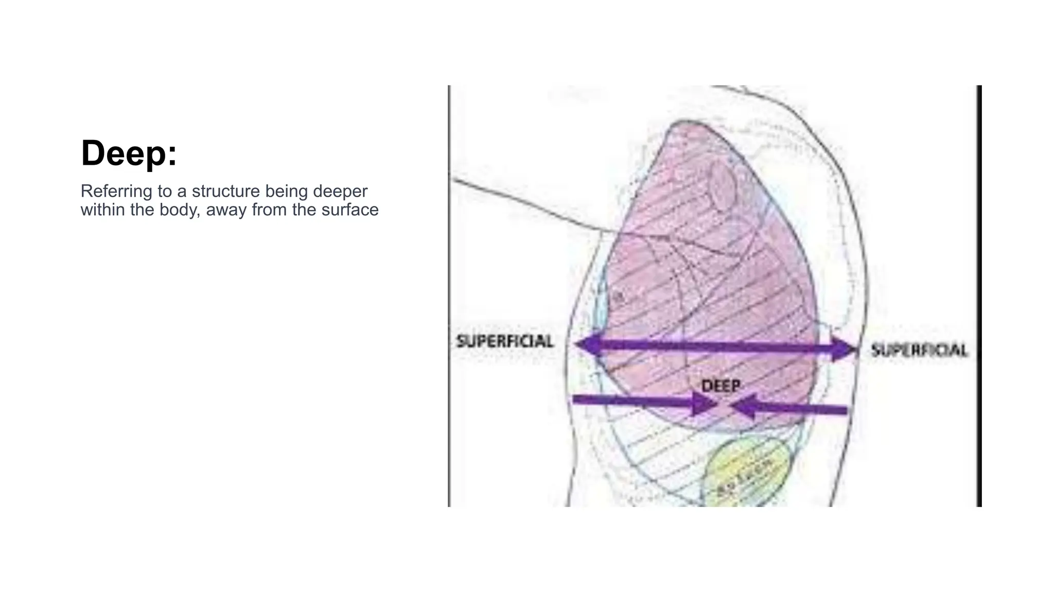 Anatomical Structures presentation .pptx