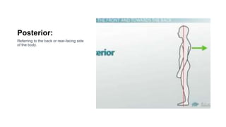 Anatomical Structures presentation .pptx