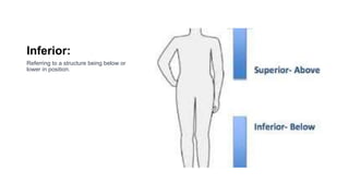 Anatomical Structures presentation .pptx