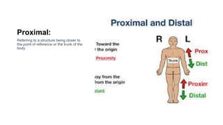 Anatomical Structures presentation .pptx