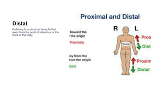 Anatomical Structures presentation .pptx