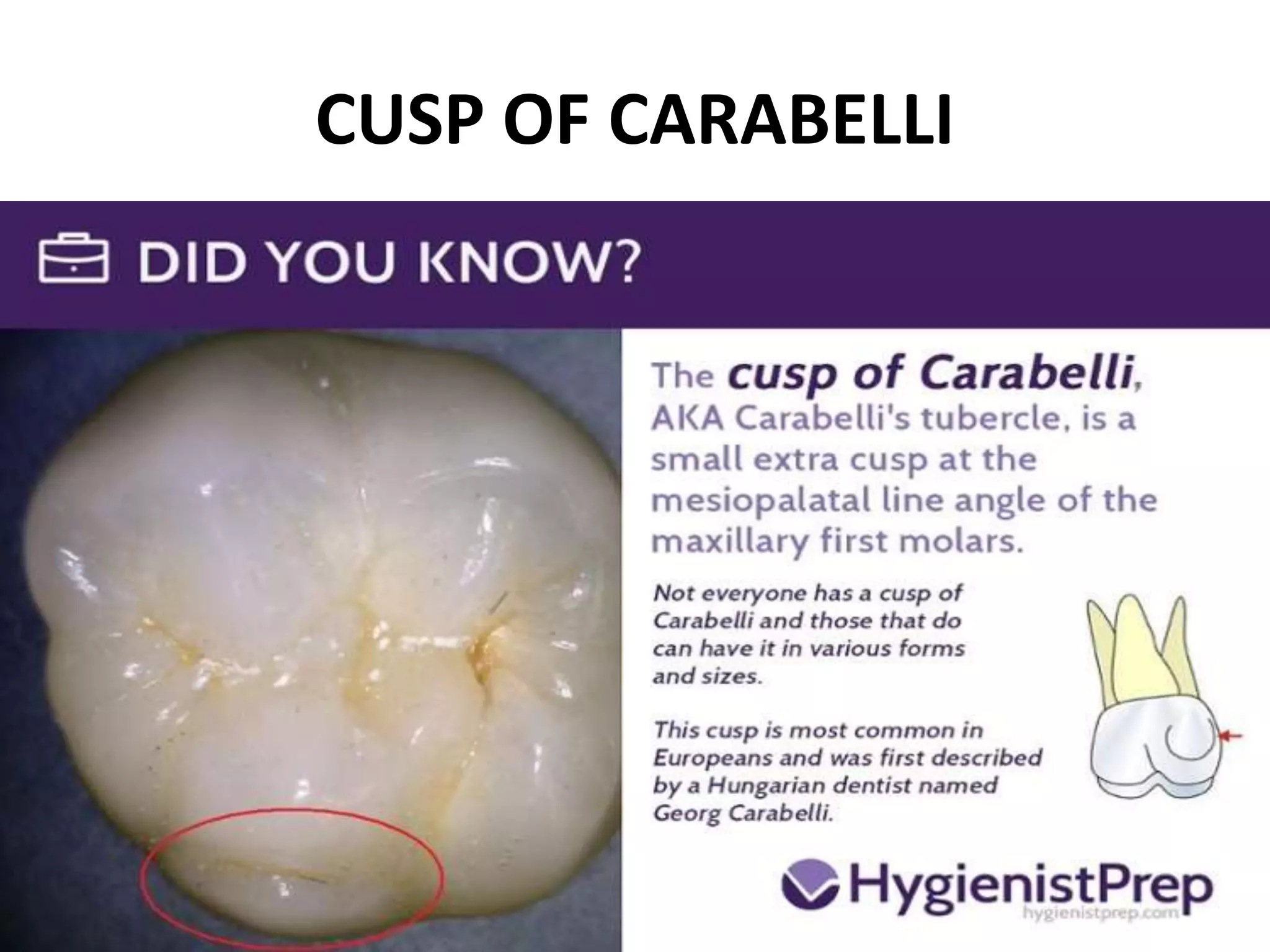 Anatomical structures of teeth | PPTX