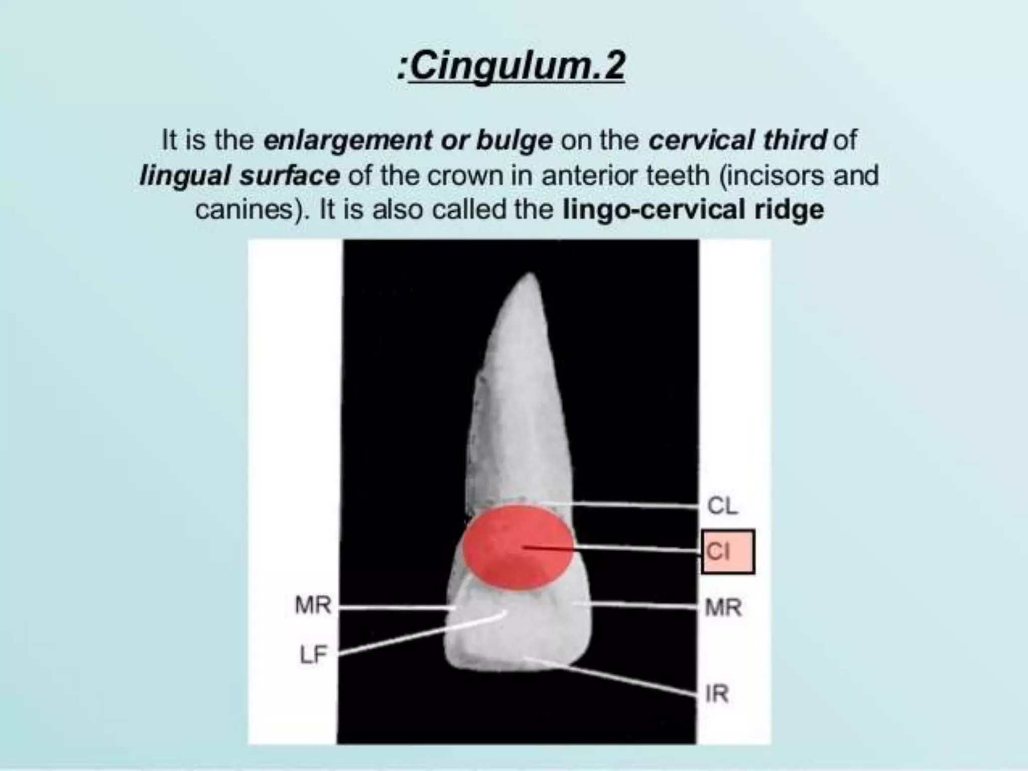 Anatomical structures of teeth | PPTX