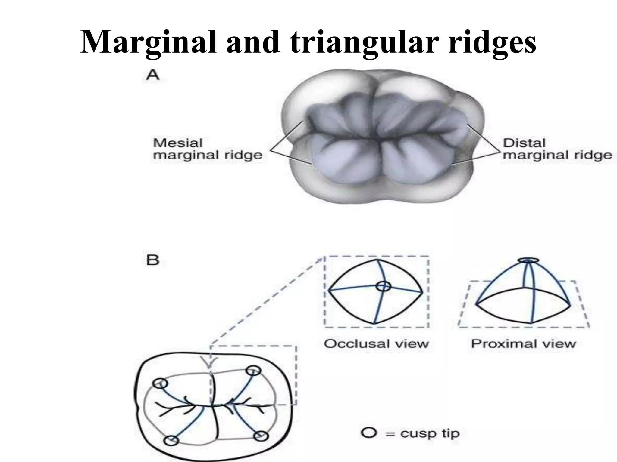 Anatomical structures of teeth | PPTX