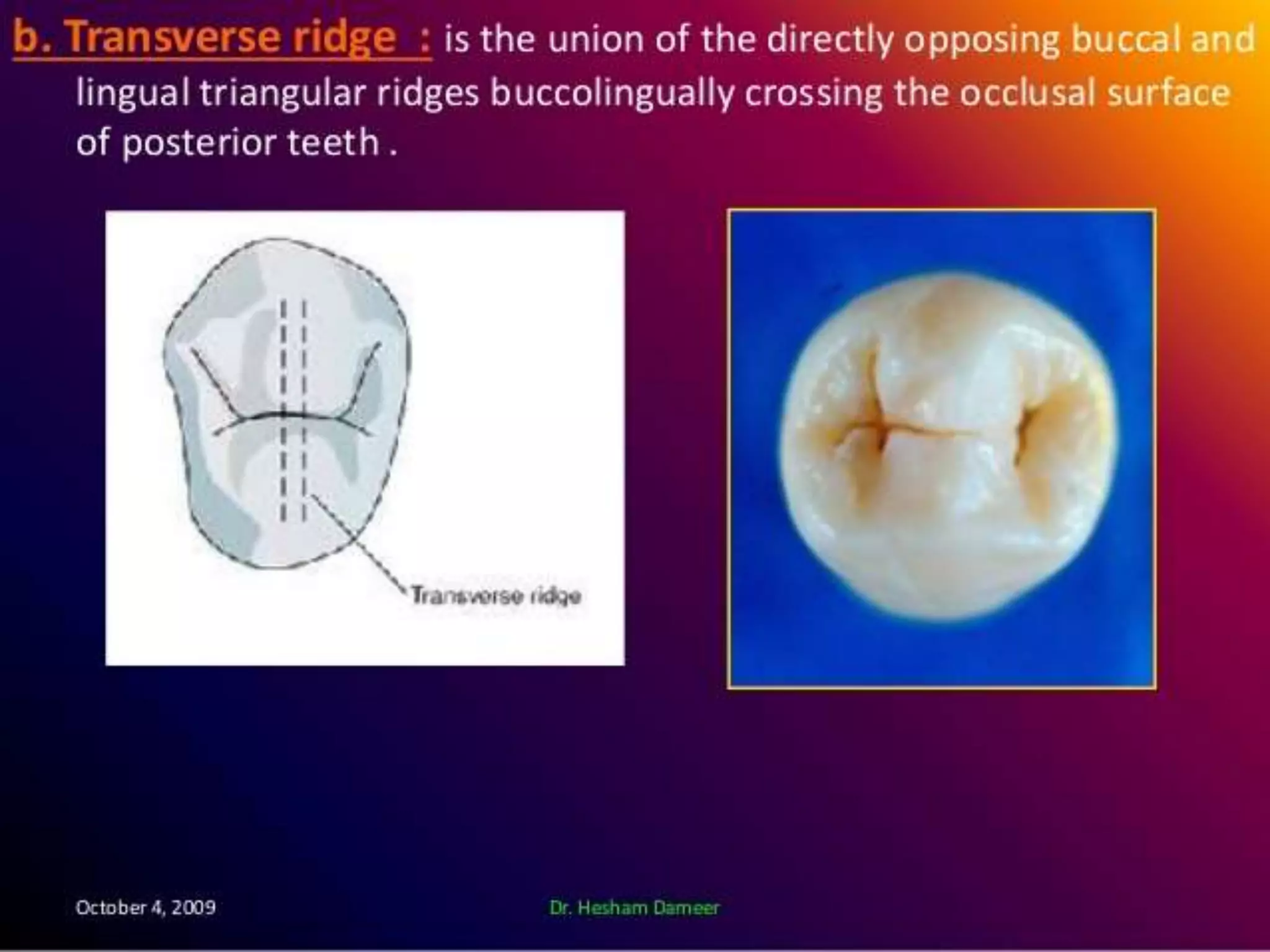 Anatomical structures of teeth | PPTX