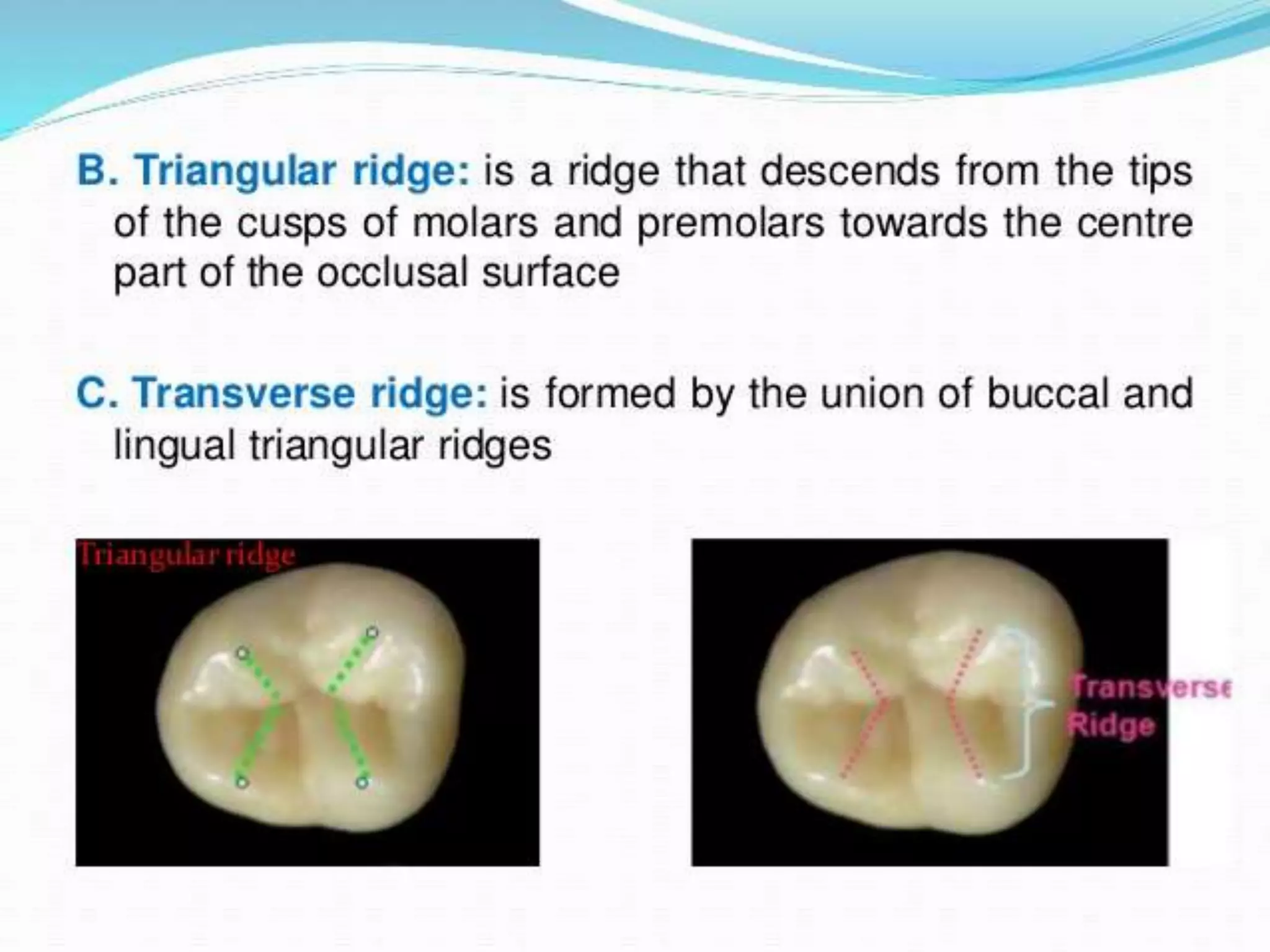 Anatomical structures of teeth | PPTX
