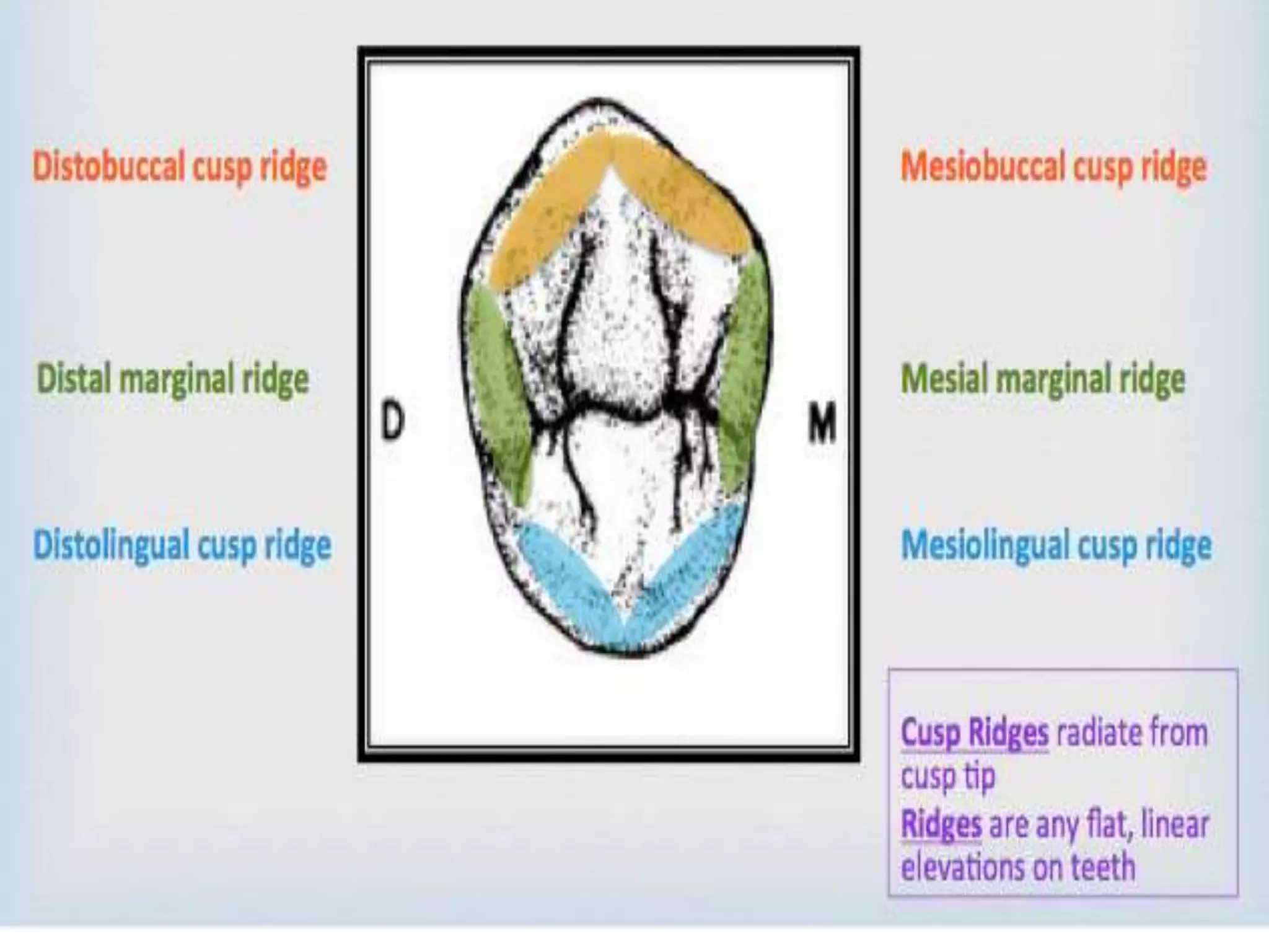 Anatomical structures of teeth | PPTX