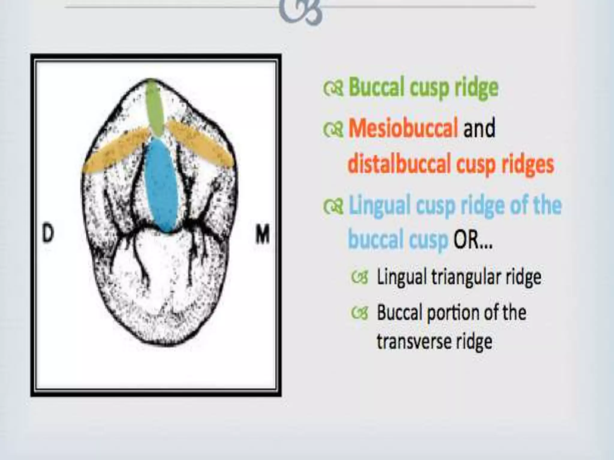 Anatomical structures of teeth | PPTX