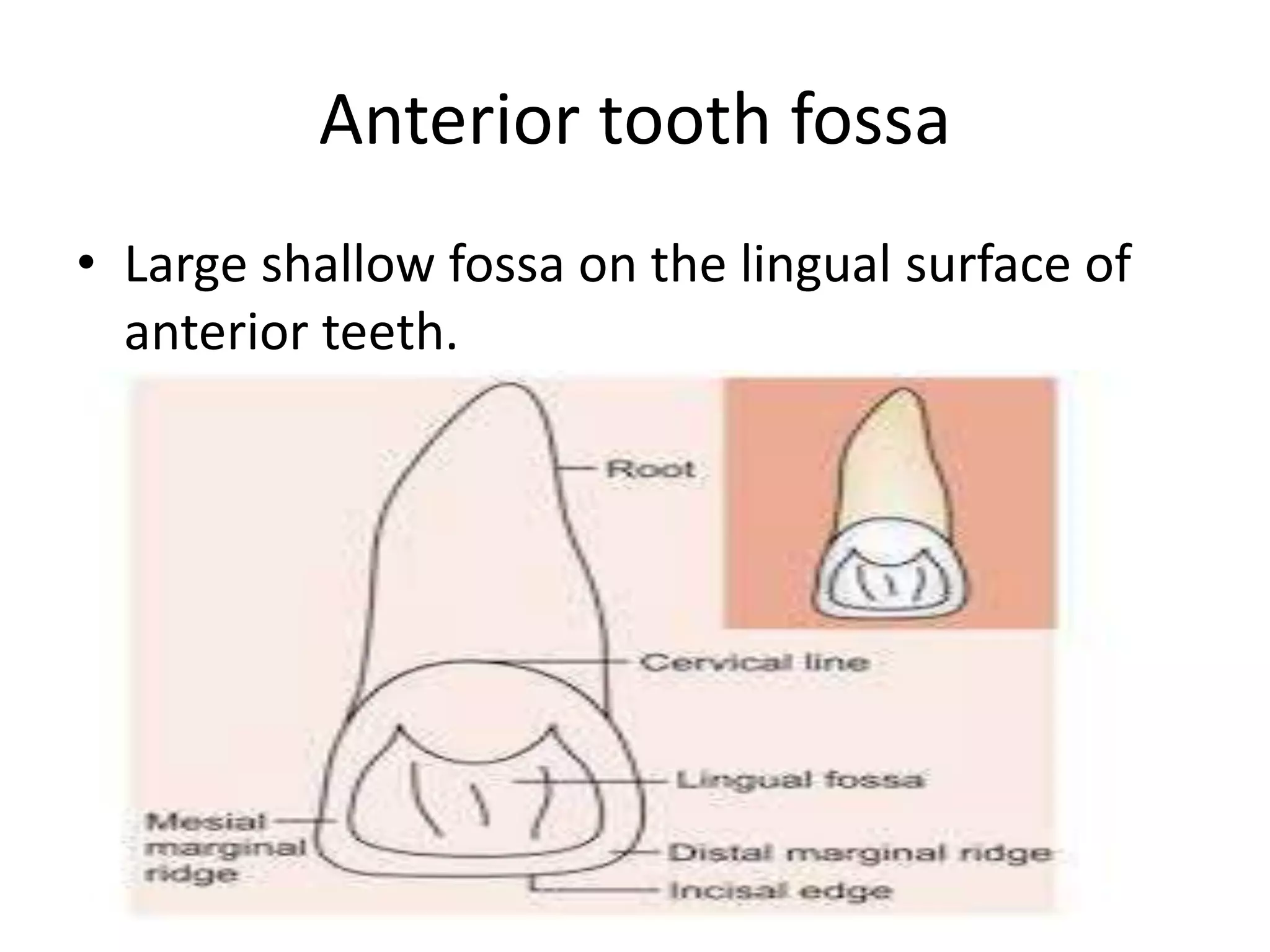 Anatomical structures of teeth | PPTX