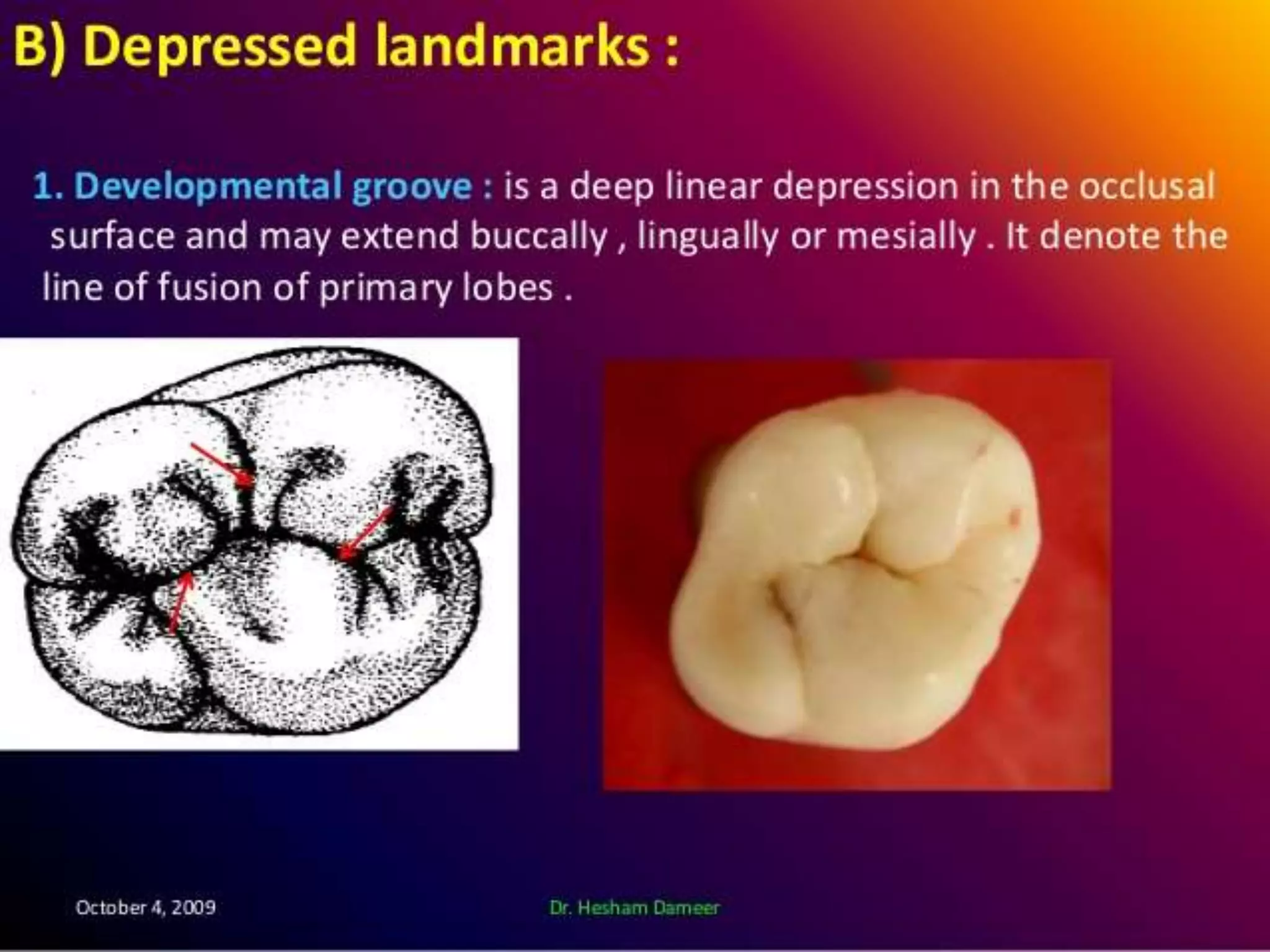 Anatomical structures of teeth | PPTX