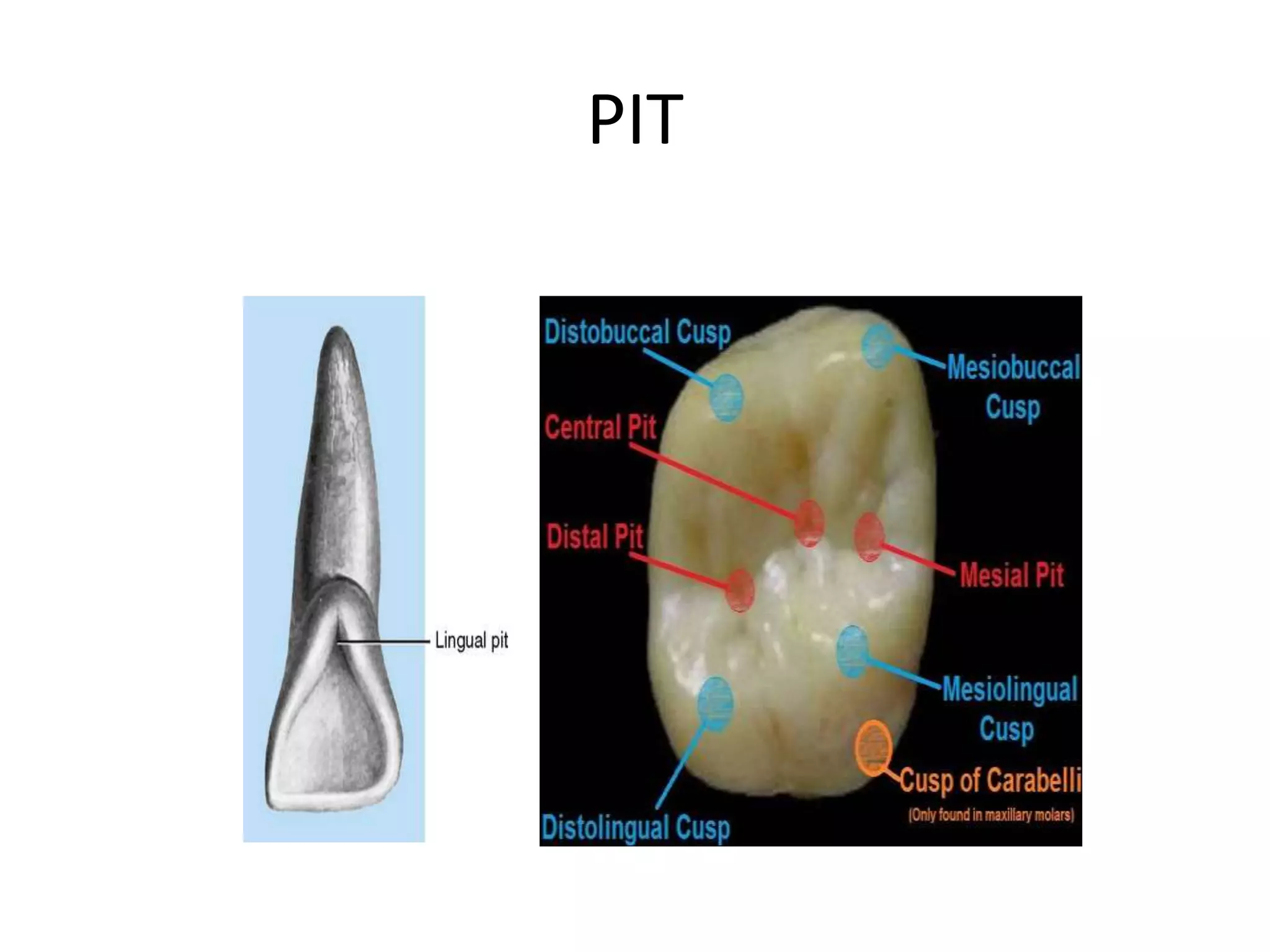 Anatomical structures of teeth | PPTX