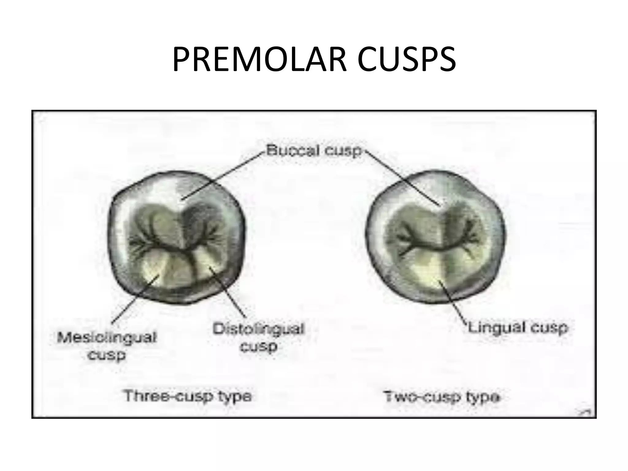 Anatomical structures of teeth | PPTX