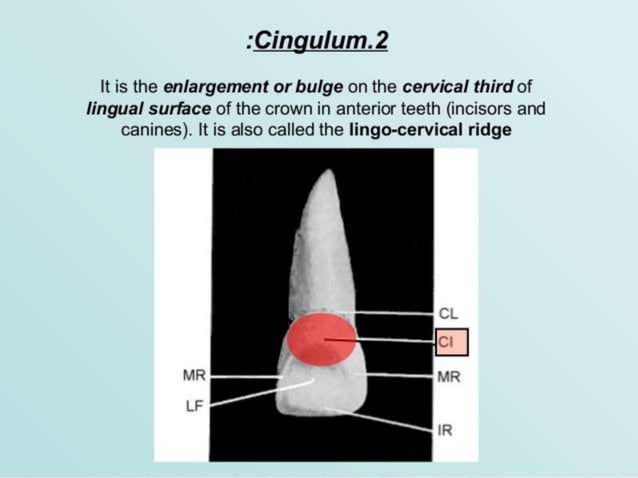 Anatomical structures of teeth | PPTX