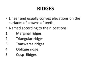 Anatomical structures of teeth | PPTX
