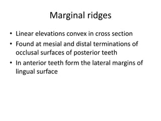 Anatomical structures of teeth | PPTX
