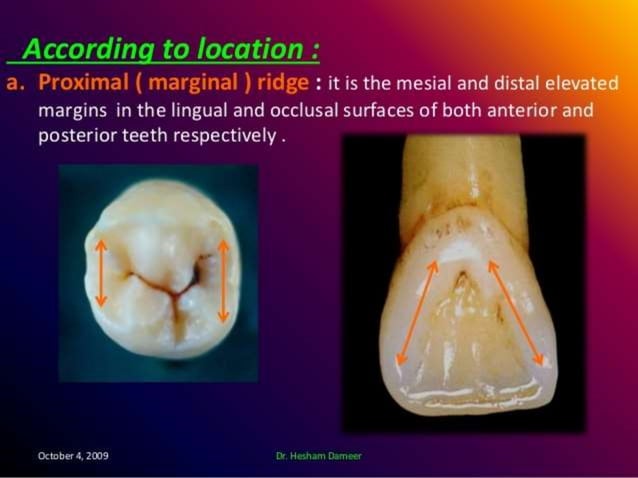 Anatomical structures of teeth | PPTX