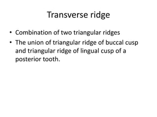 Anatomical structures of teeth | PPTX