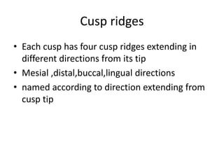 Anatomical structures of teeth | PPTX