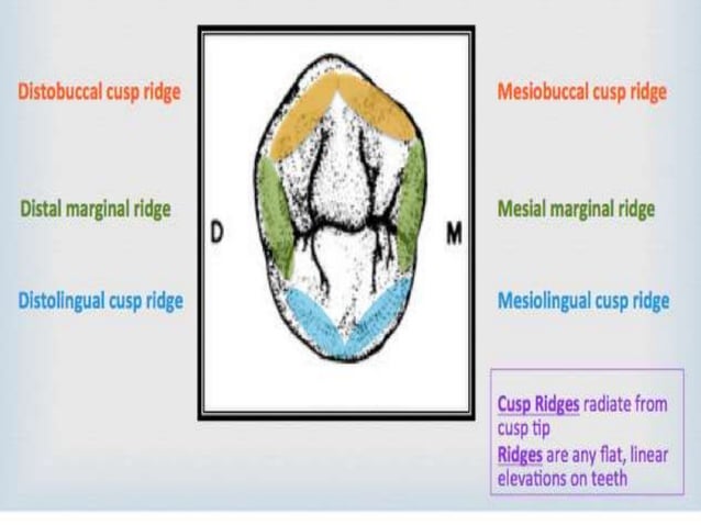 Anatomical structures of teeth | PPTX