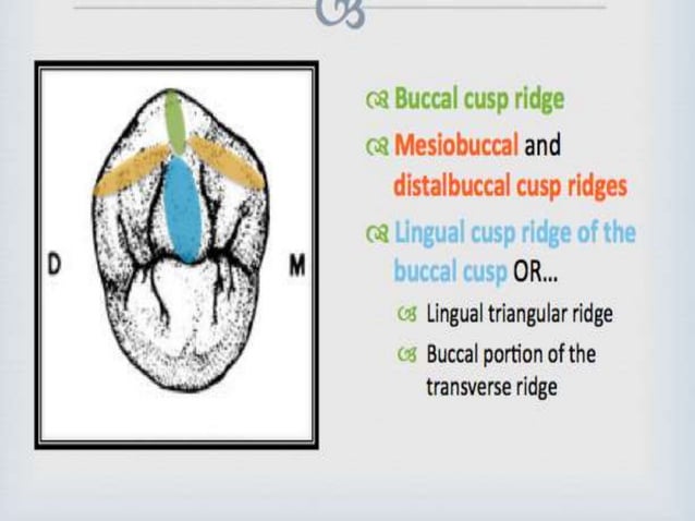 Anatomical structures of teeth | PPTX