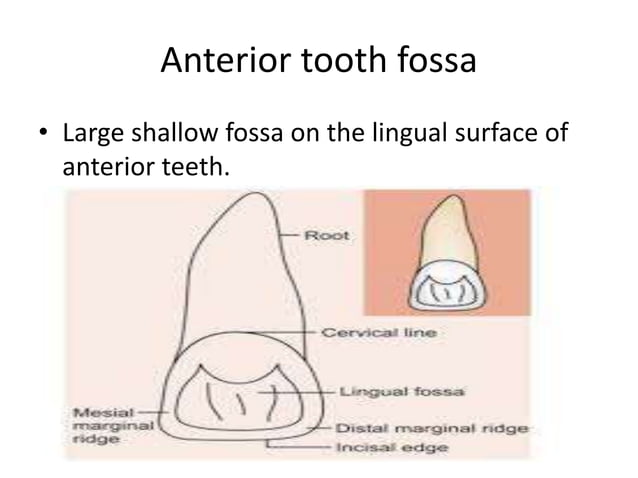 Anatomical structures of teeth | PPTX