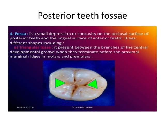 Anatomical structures of teeth | PPTX