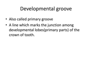 Anatomical structures of teeth | PPTX