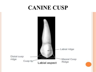 Anatomical structures of teeth | PPTX