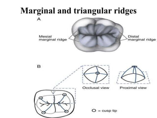 Triangular Fossa Teeth