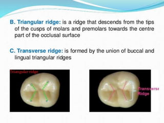 Transverse Ridges Teeth