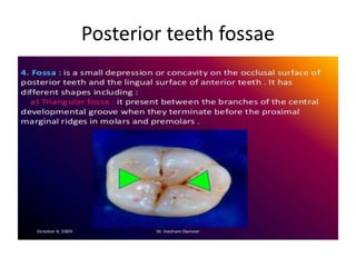 Triangular Fossa Teeth