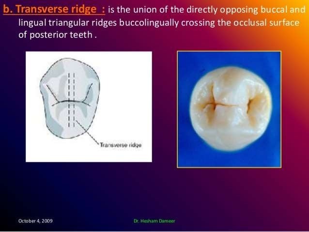 Anatomical structures of teeth