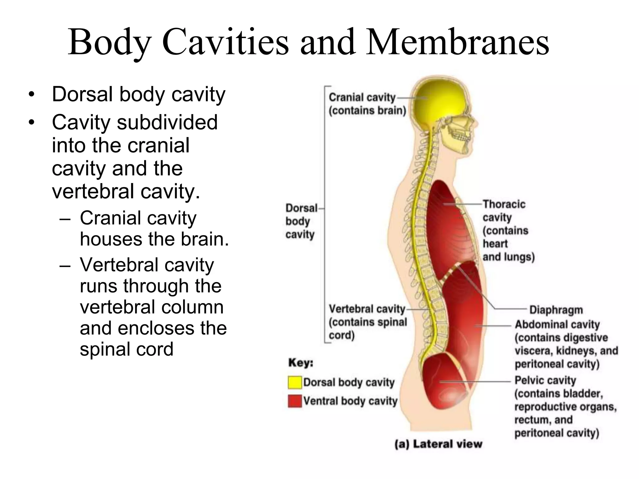 ANATOMICAL TERMINOLOGIES.ppt