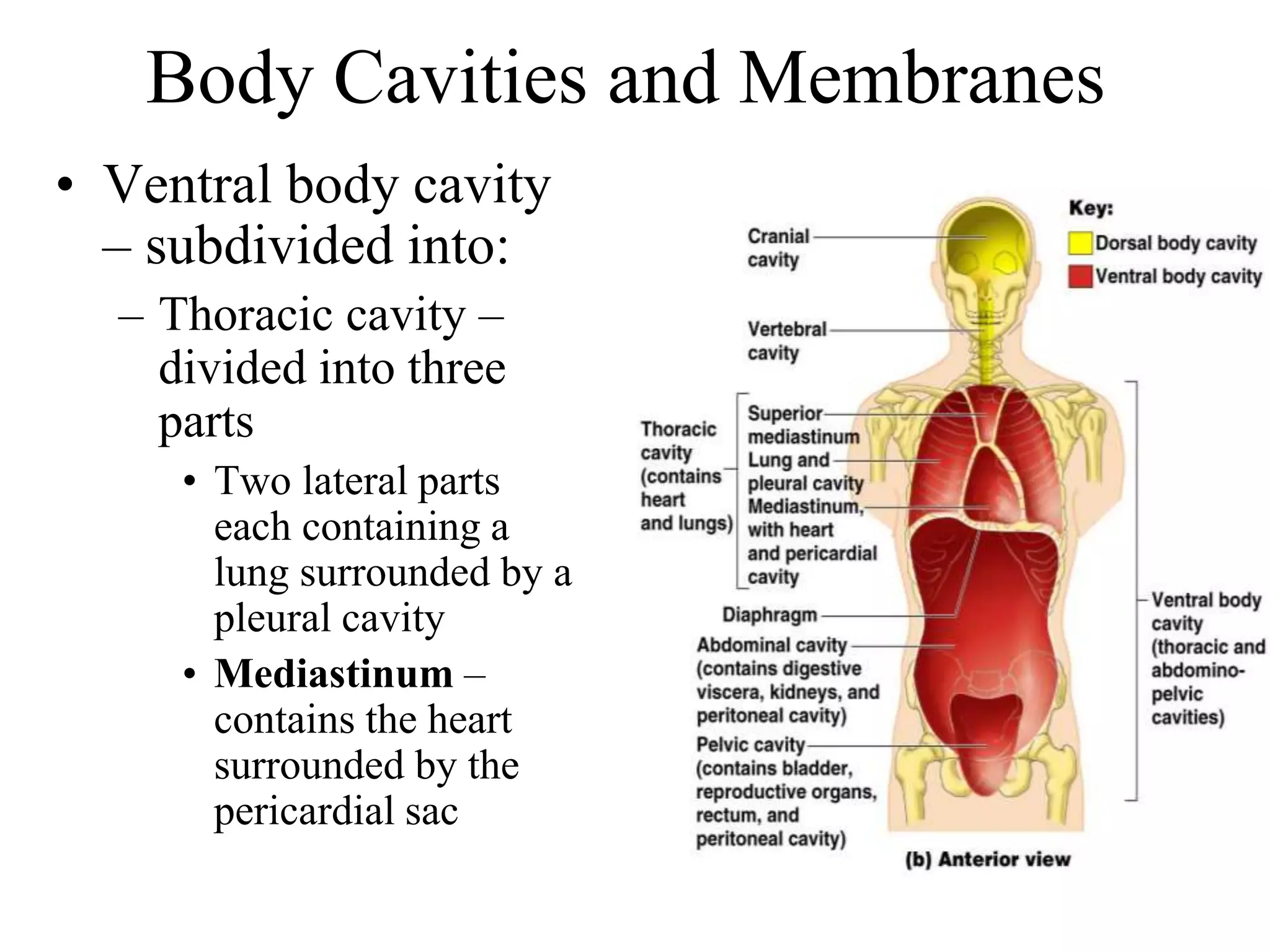 ANATOMICAL TERMINOLOGIES.ppt