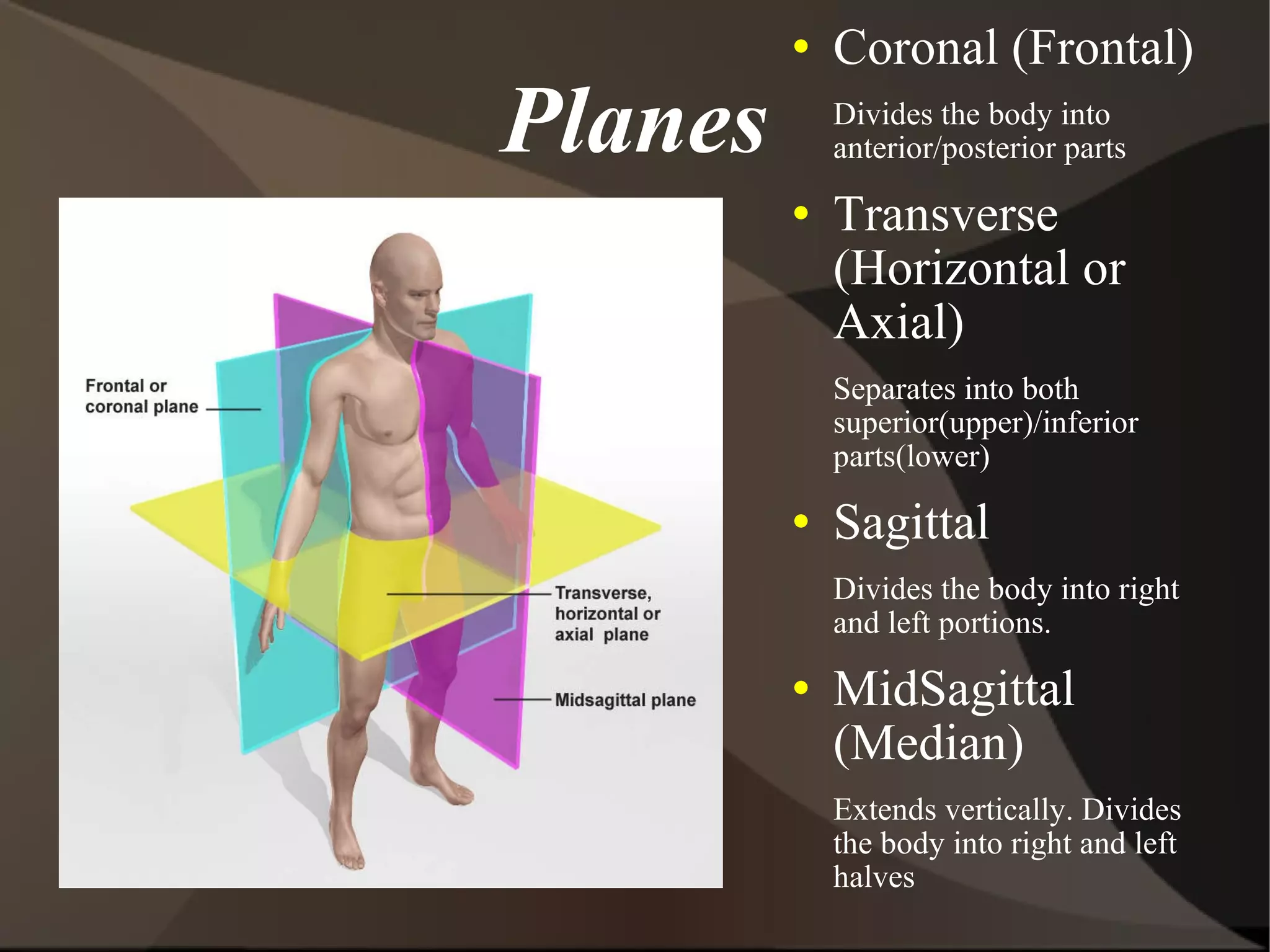 Anatomical terminology | PPT