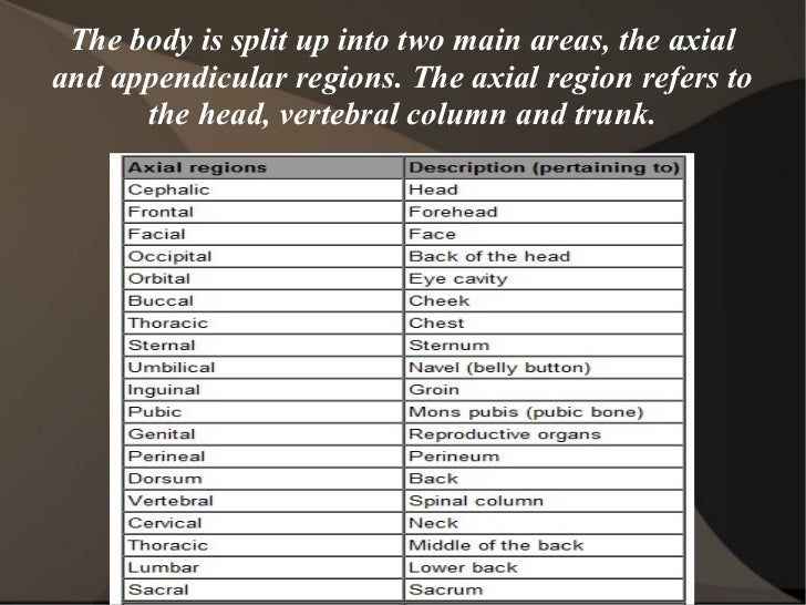 Anatomical terminology