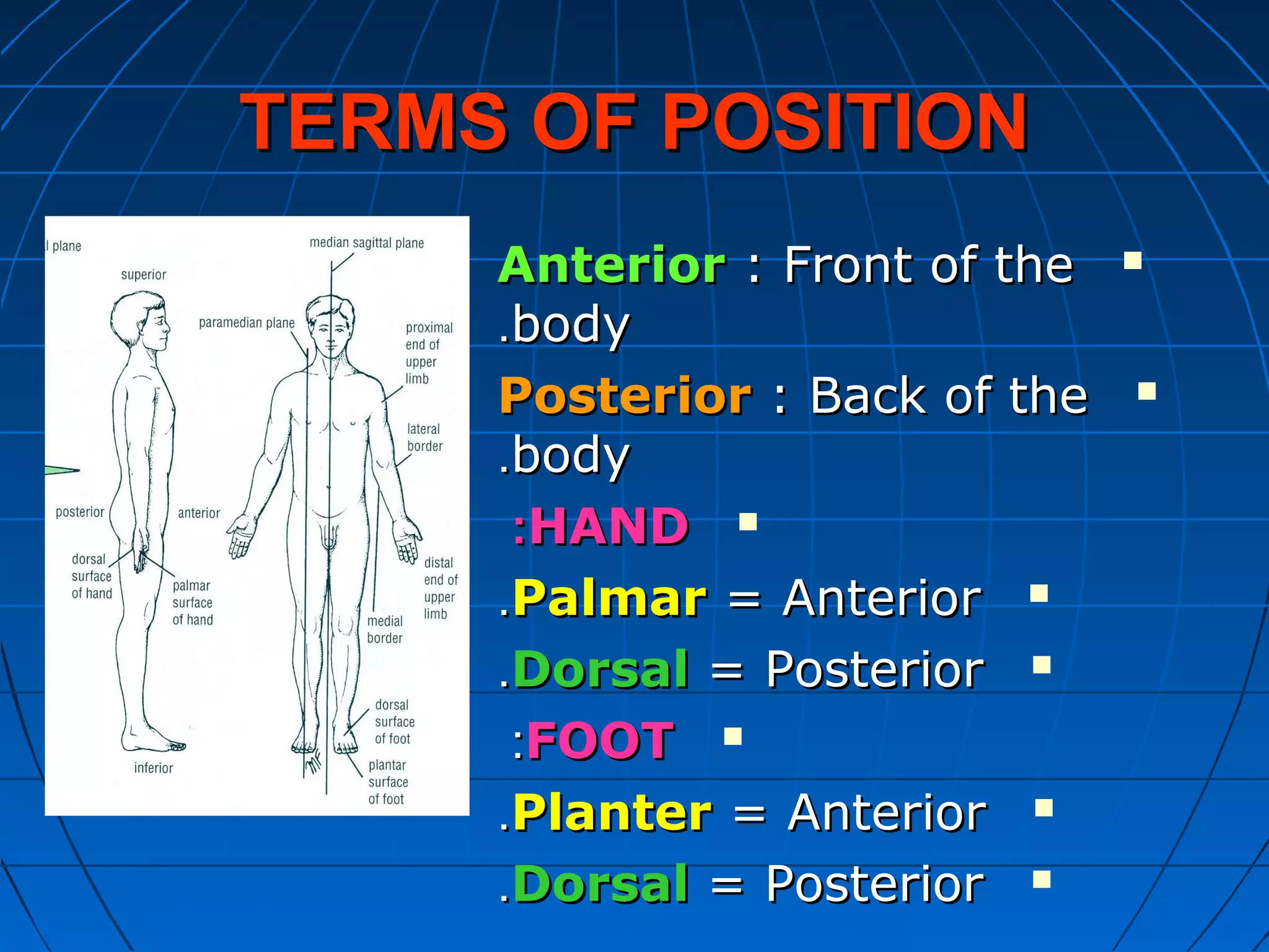 Anatomical Terminology - Anatomy | PPT