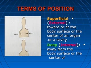 Anatomical Terminology - Anatomy | PPT