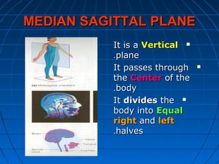 Anatomical Terminology - Anatomy | PPT