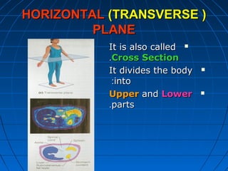 Anatomical Terminology - Anatomy | PPT
