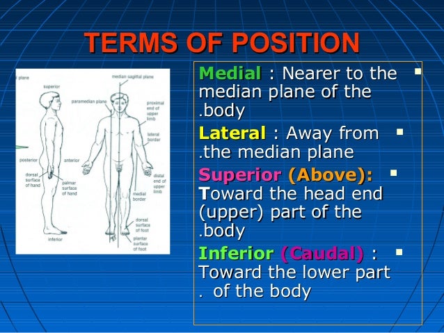 Anatomical Terminology