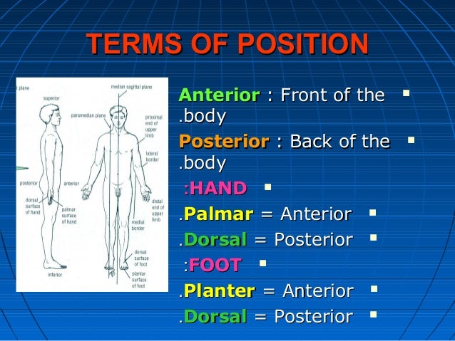 Anatomical Terminology