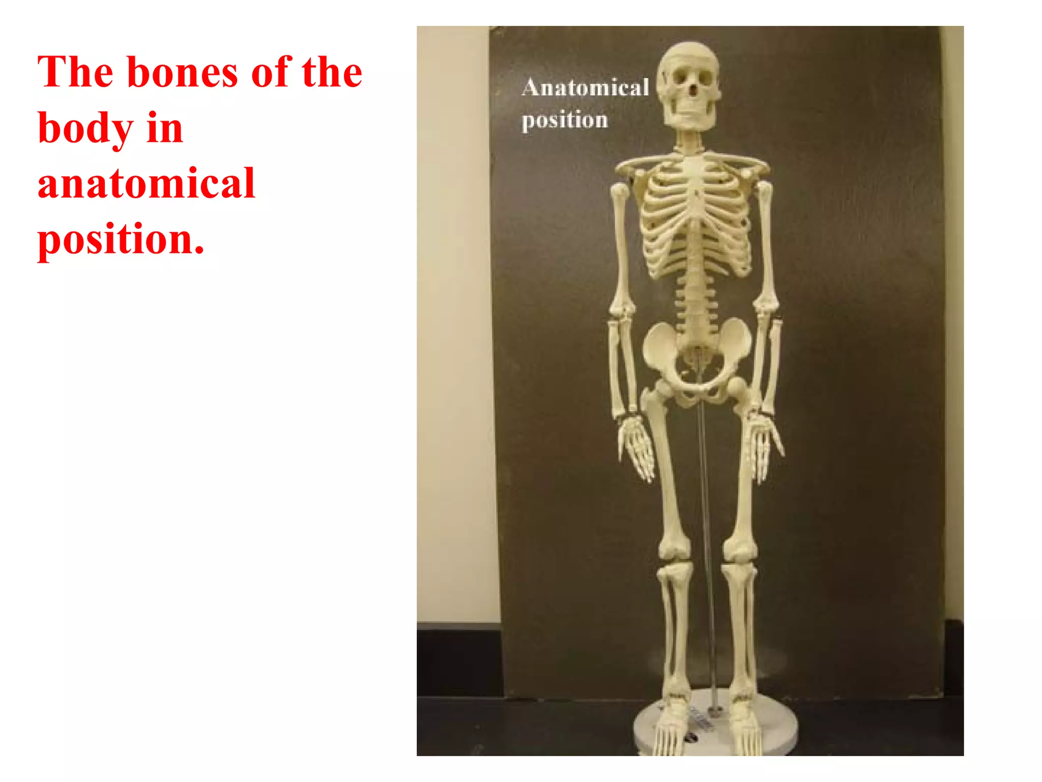 Anatomical terminology | PPT