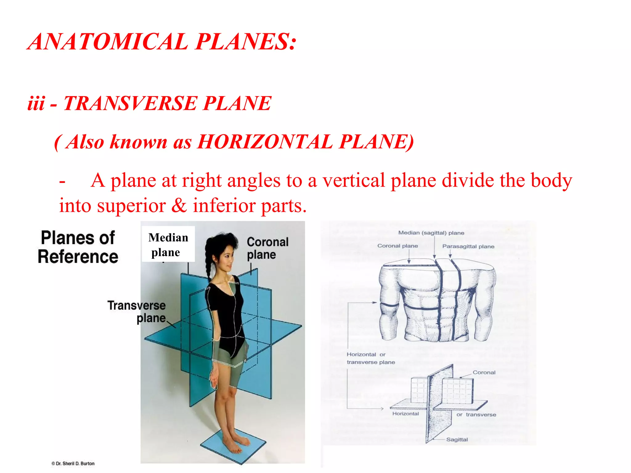 Anatomical terminology | PPT