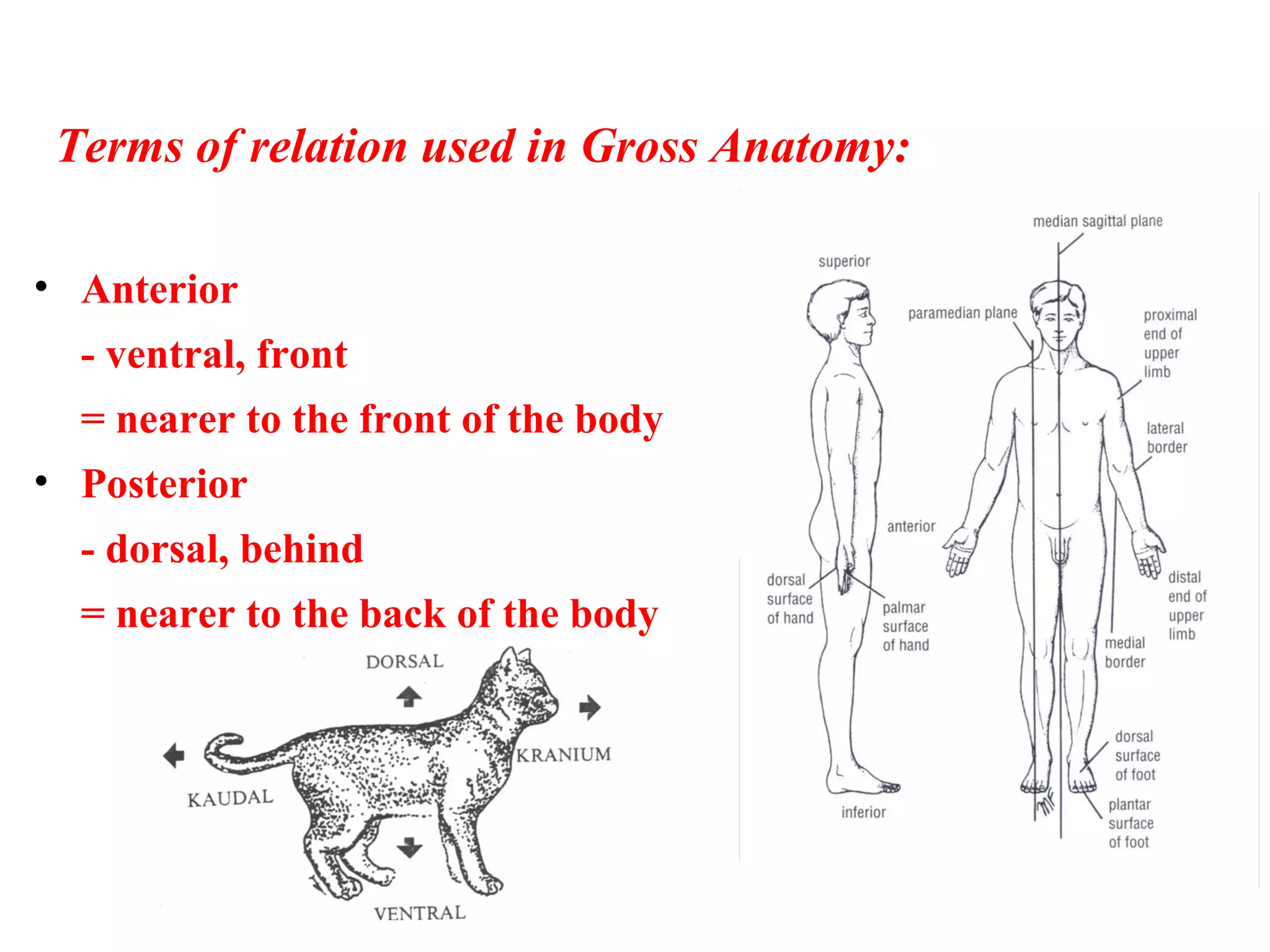 Anatomical terminology | PPT