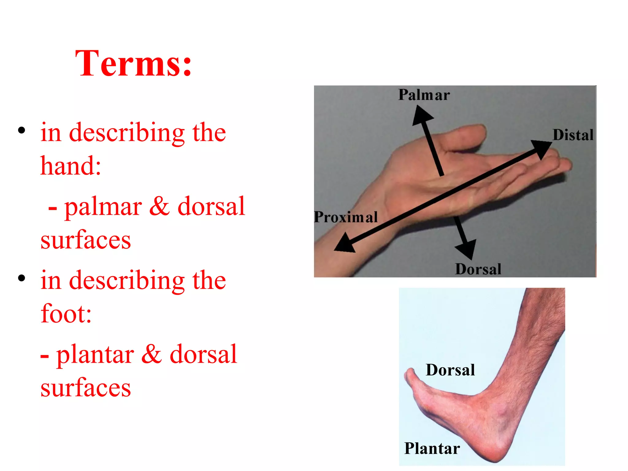 Anatomical terminology | PPT