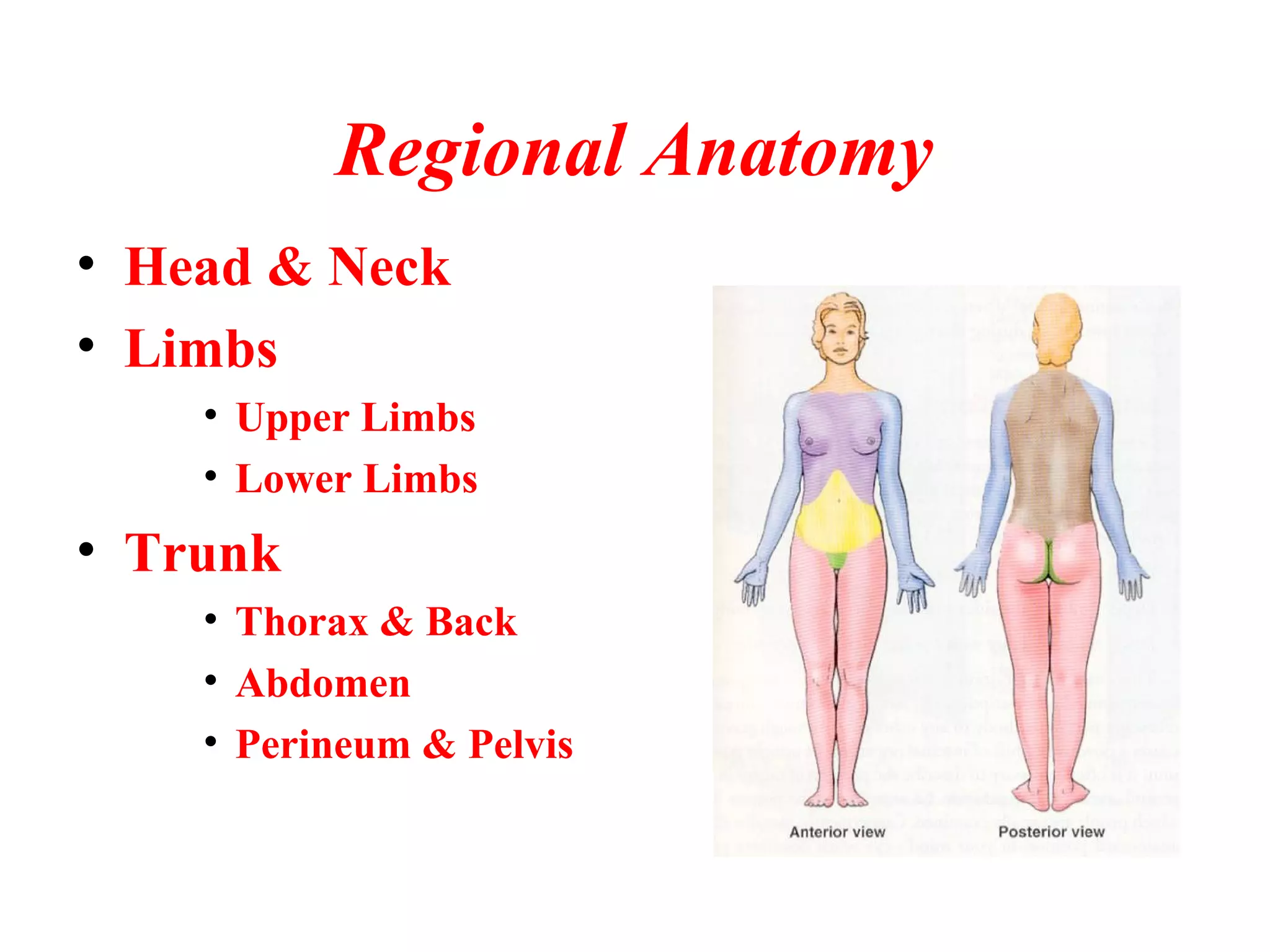Anatomical terminology | PPT