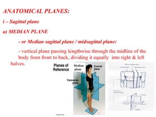 Anatomical terminology | PPT